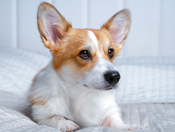 Pet-Friendly Hotel Provincetown MA | Harbor Hotel Provincetown