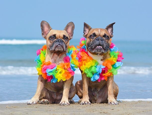 Pet-Friendly Hotel Provincetown MA | Harbor Hotel Provincetown